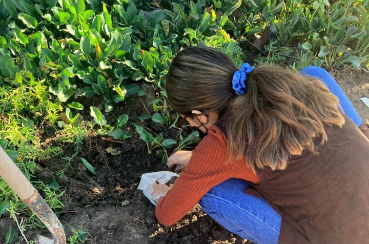 ¿Conoces las propiedades de la yerba del manso?